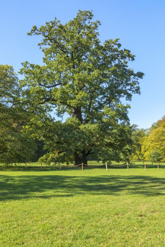 Expert Oak Tree Pruning for Stronger Trees